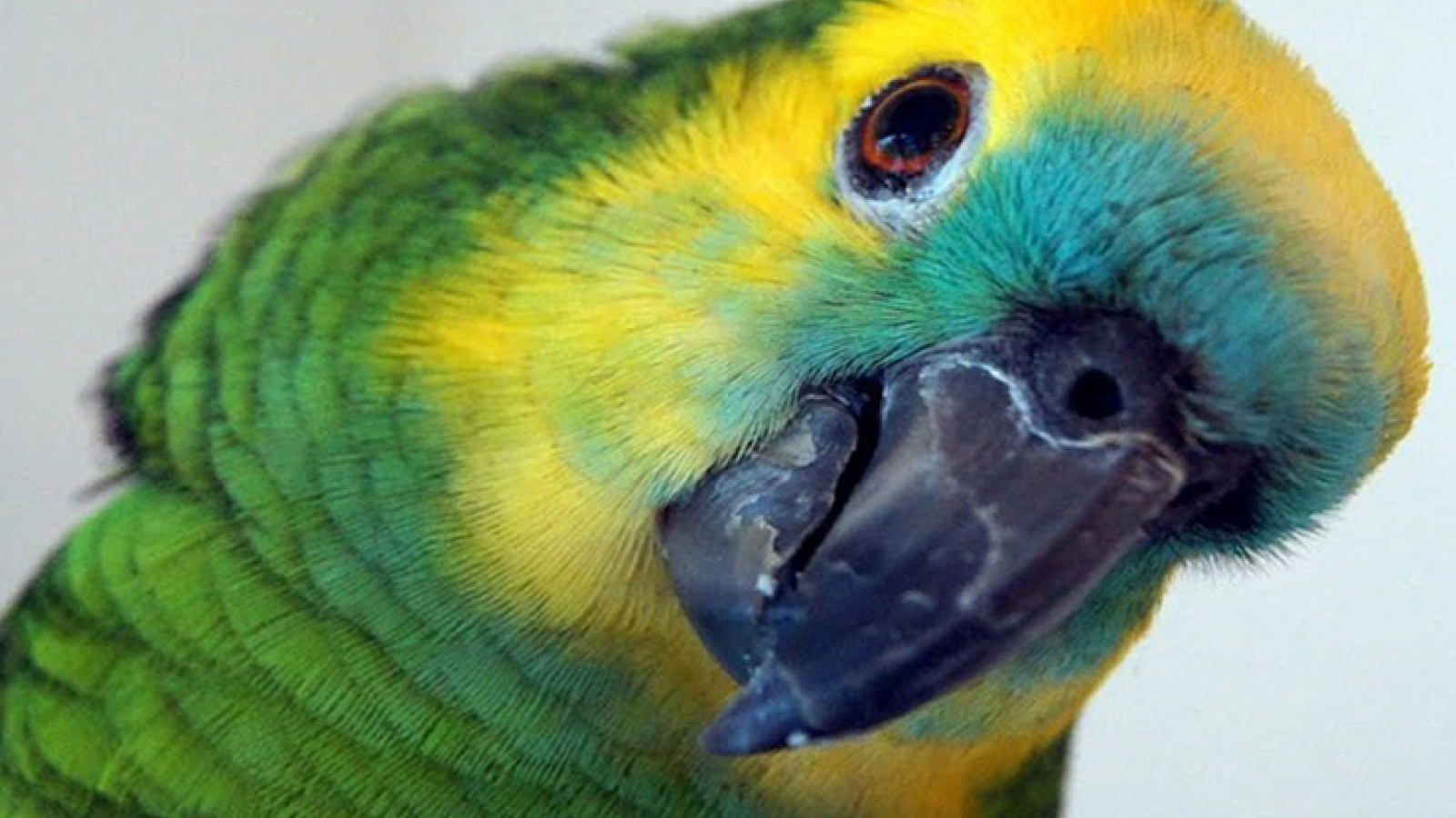 Psittacidae | Galluvet Birds and Fowl