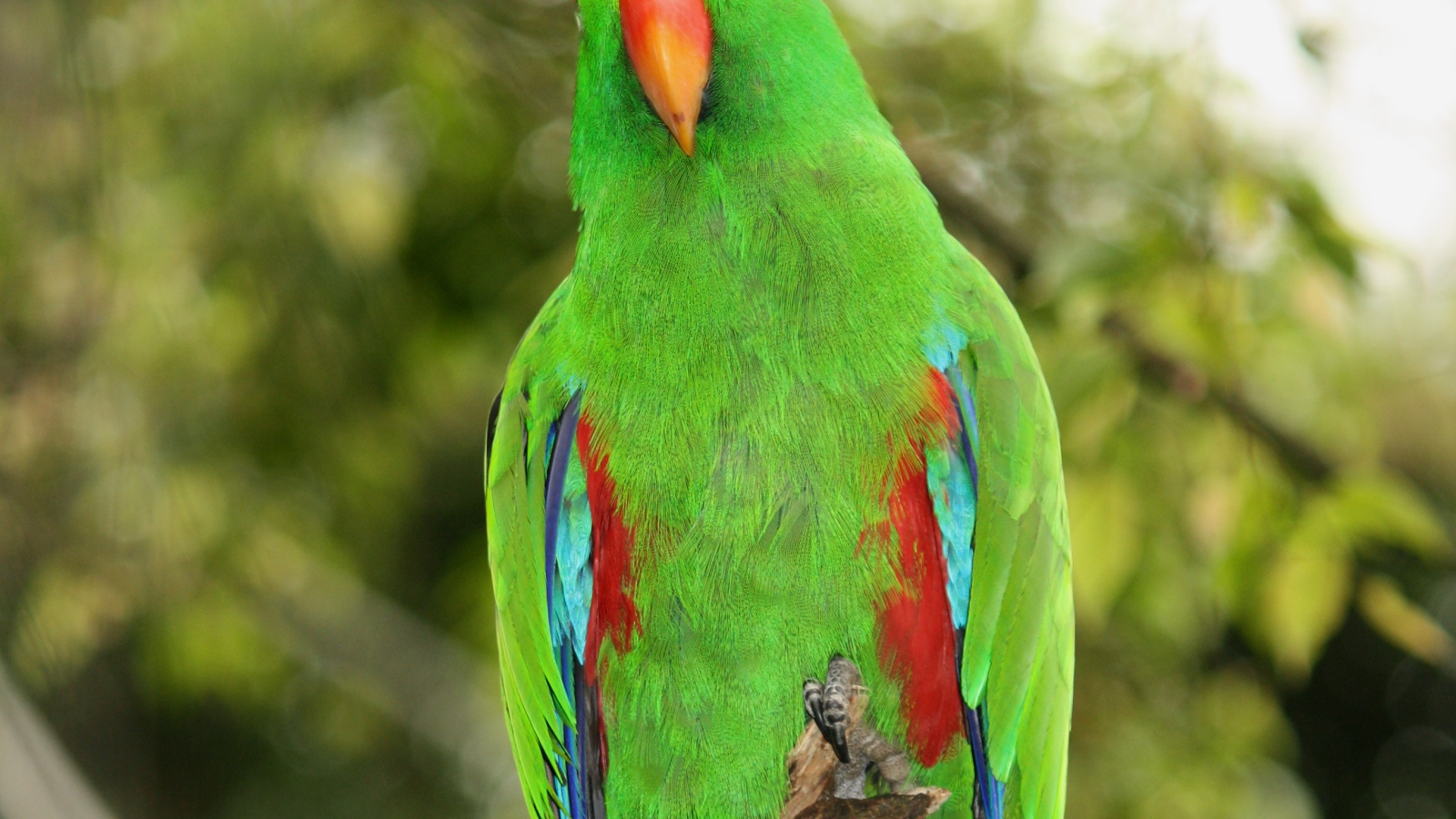 Psittacidae | Galluvet Birds and Fowl