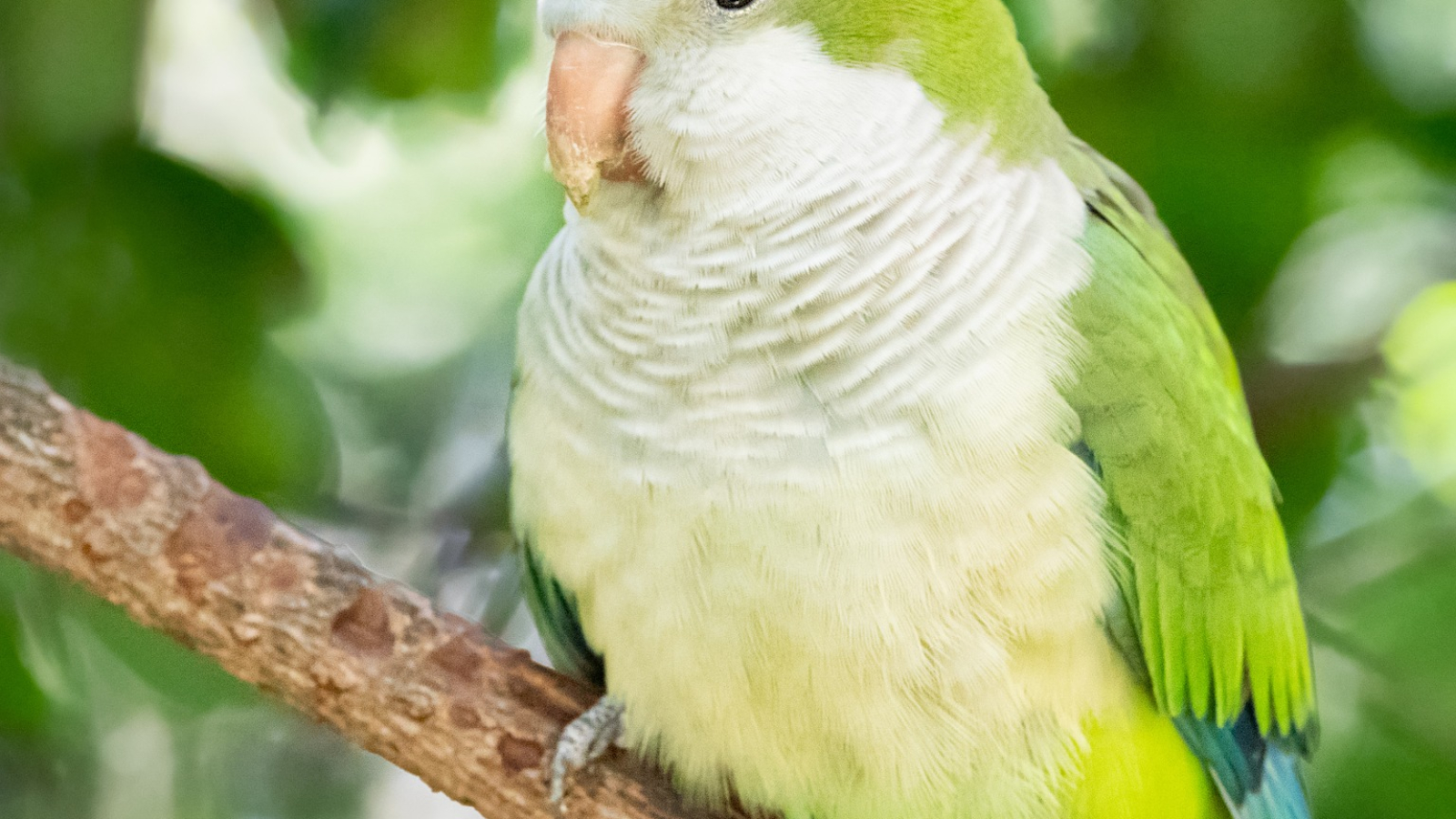 Psittacidae | Galluvet Birds and Fowl