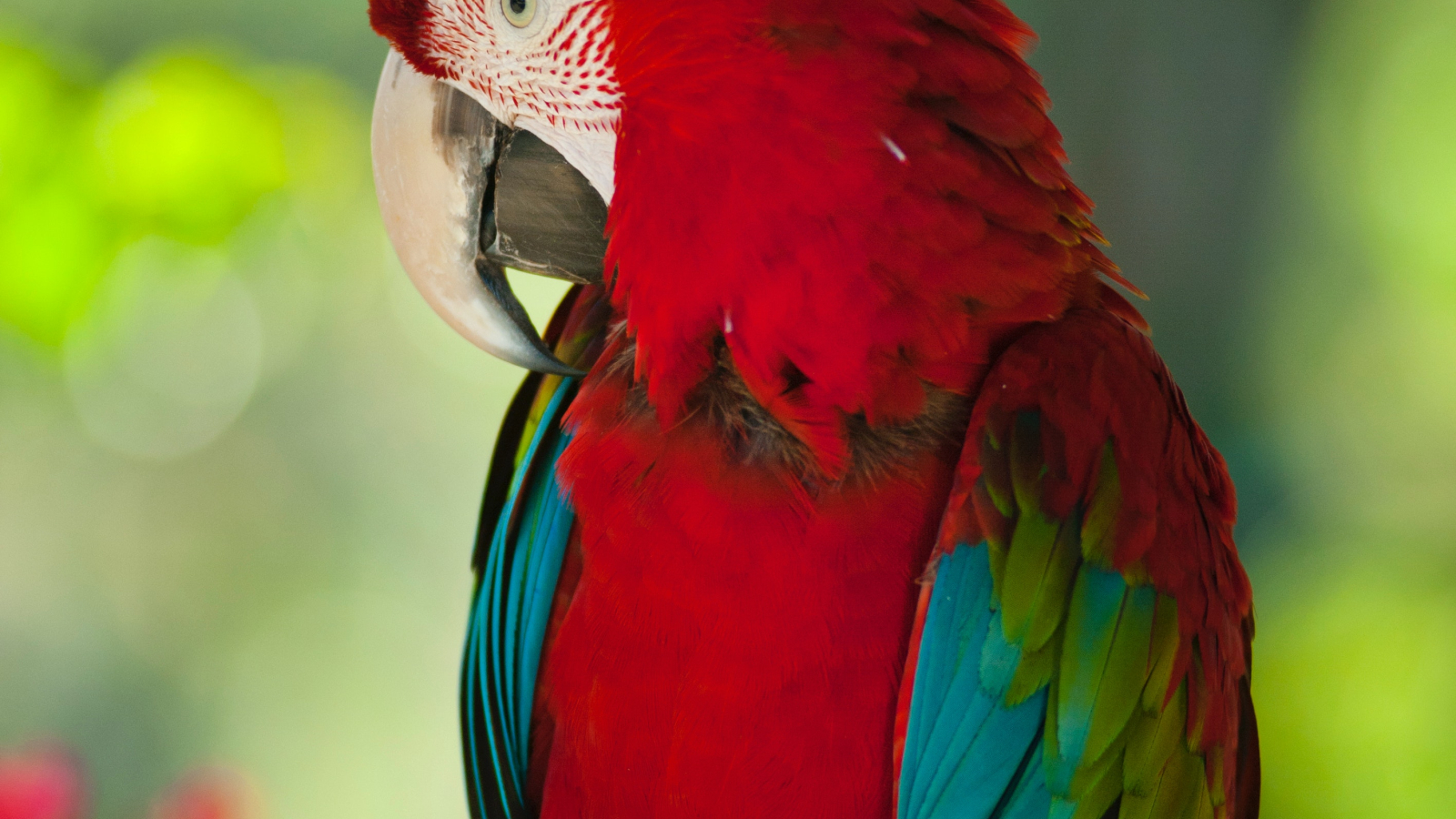 Psittacidae | Galluvet Birds and Fowl