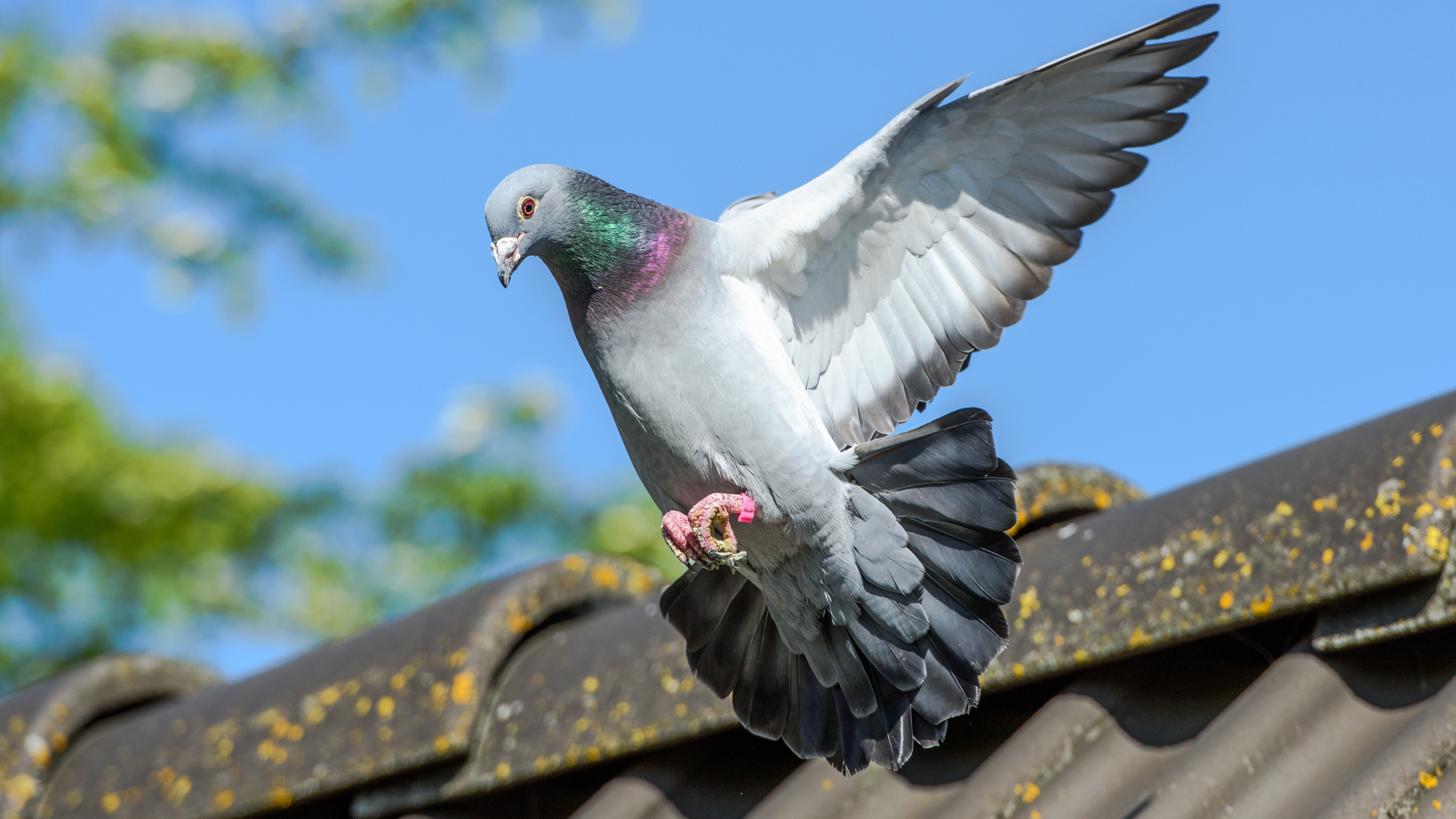 Pigeons | Galluvet Birds and Fowl Pigeons | Galluvet Birds and Fowl